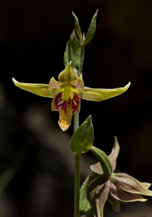 Galleries/Flora of the Siskiyou/Stream Orchid, Epipactus gigantea